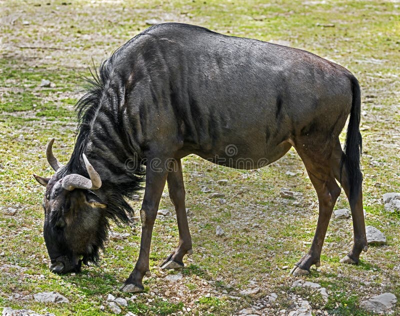 116 Wildebeest Hoof Stock Photos - Free & Royalty-Free Stock Photos ...