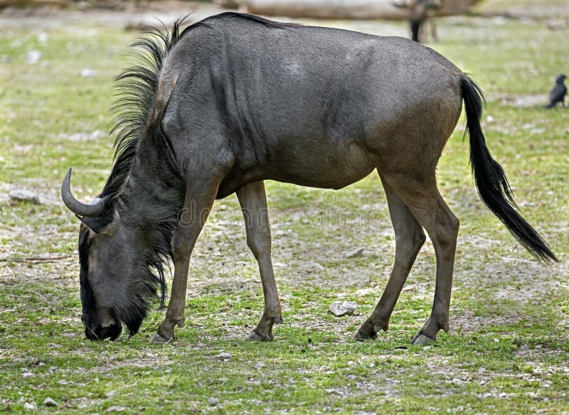 Blue wildebeest 8 stock photo. Image of ecology, hoof - 103388064
