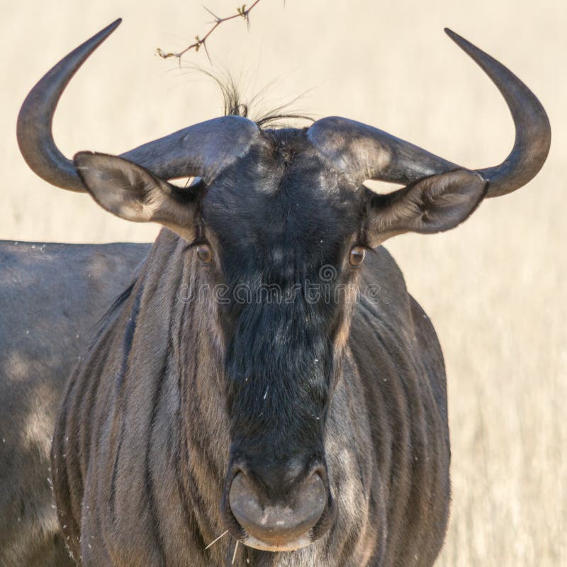 Blue Wildebeest (Brindled Gnu) Stock Photo - Image of namibia, bearded ...