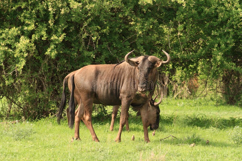 Blue Wildebeest bull stock image. Image of grassland - 12200195