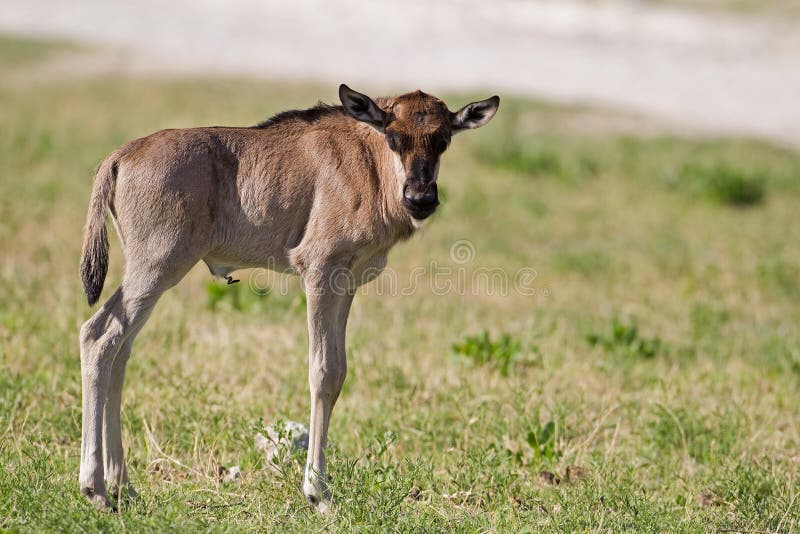Blue Wildebeest Calf stock image. Image of nature, mammal - 28879863