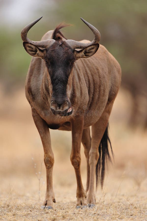 Blue Wildebeest stock image. Image of wildebeest, tanzania - 12952805
