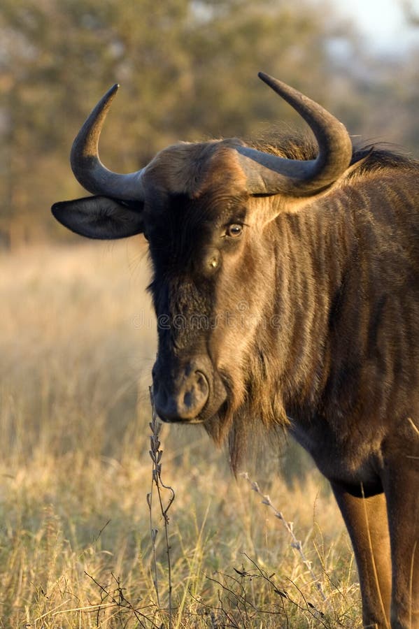 Blue Wildebeest (Connochaetes Taurinus) Stock Image - Image of africa ...