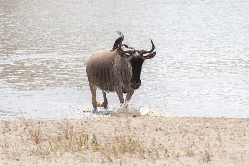 Blue Wildebeest Connochaetes Taurinus in the Water Stock Photo - Image ...