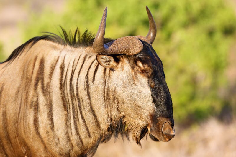 Portrait of a Brindled Gnu in Closeup with the Herd in the Background ...