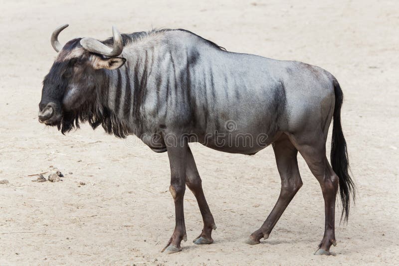 Blue Wildebeest Connochaetes Taurinus Stock Photo - Image of ...