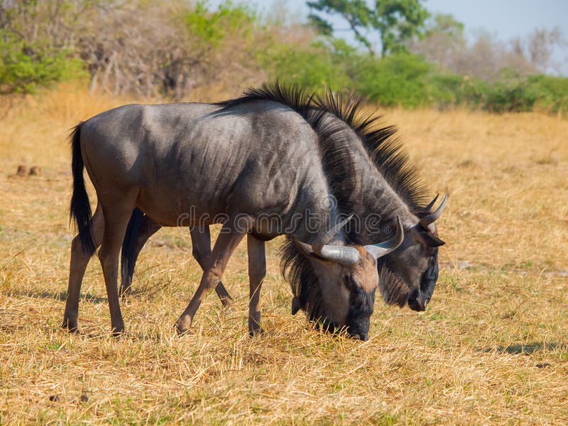 Blue wildebeest (gnu) stock image. Image of national - 35052391