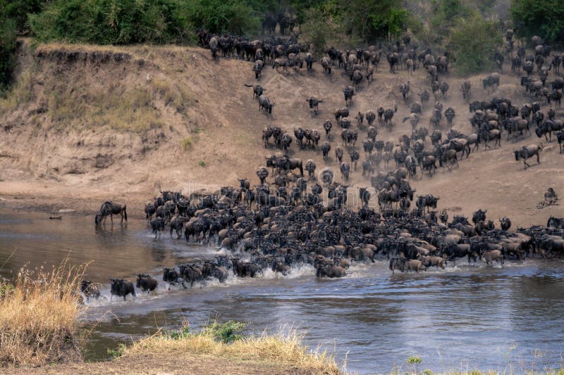 Blue Wildebeest Cross Mara in Single File Stock Image - Image of ...