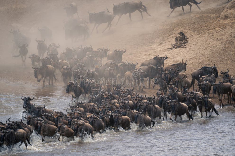 Blue Wildebeest Cross River in Dust Cloud Stock Photo - Image of ...