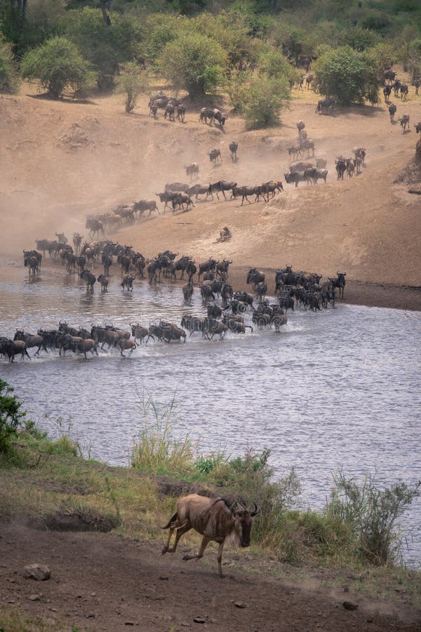 Blue Wildebeest Cross Stream in Zigzag Line Stock Photo - Image of ...