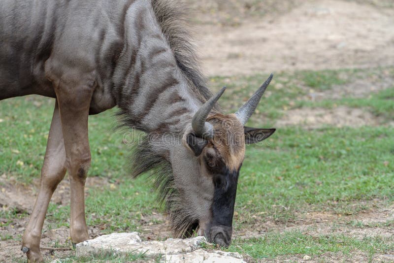 Blue Wildebeest Eatting Food in Garden Stock Image - Image of mammals ...