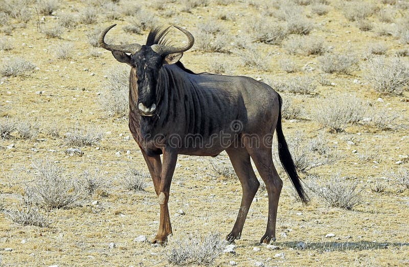 Blue Wildebeest, Etosha National Park, Namibia Stock Image - Image of ...