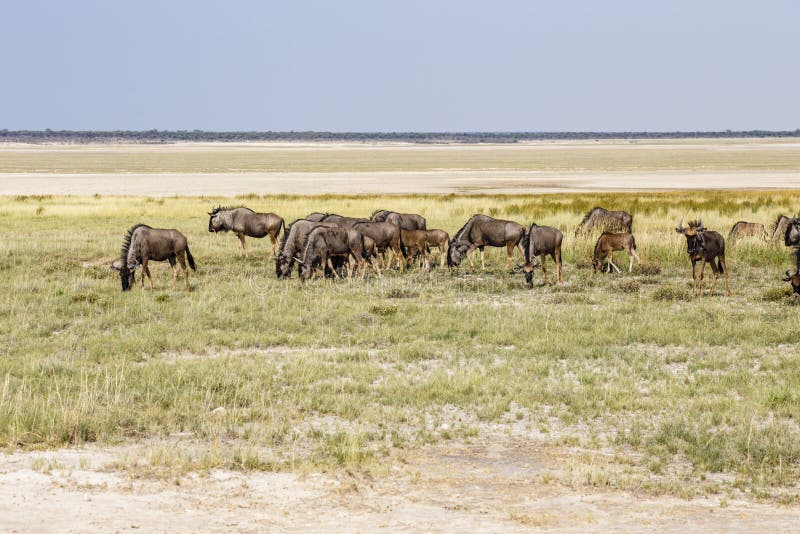 Blue Wildebeest, Etosha Pan, Namibia Stock Image - Image of namibia ...