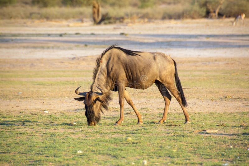 Blue Wildebeest in Namibian Savannah Stock Image - Image of african ...