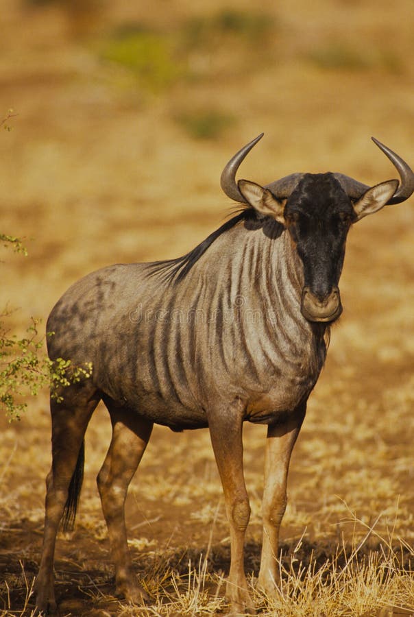 African Wildebeest Head
