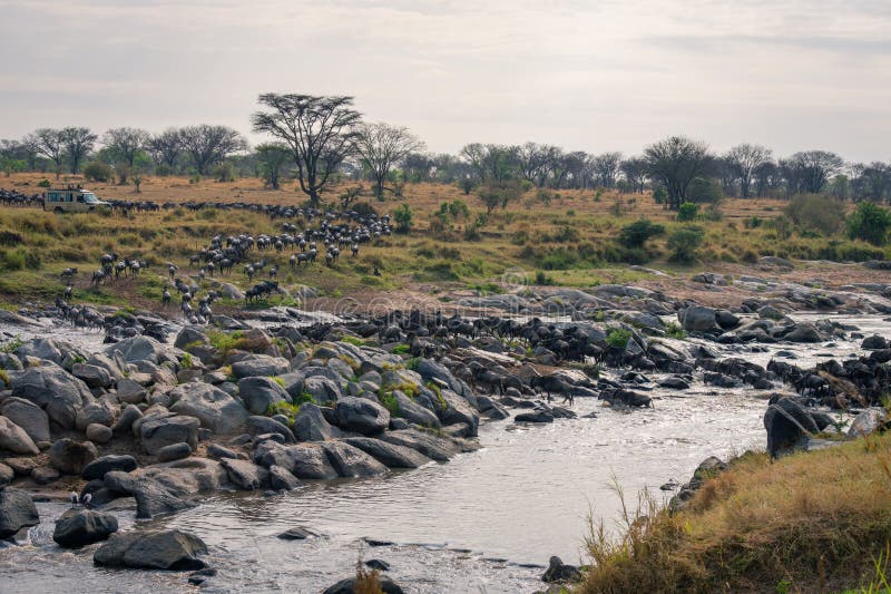 Blue Wildebeest Herd Cross Rocks in Stream Stock Image - Image of ...