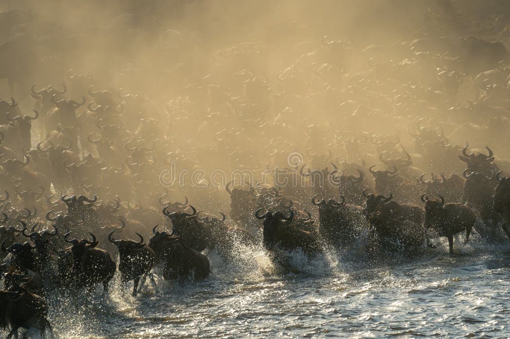 Blue Wildebeest Herd Entering River in Dust Stock Photo - Image of ...