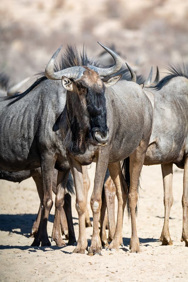 Blue Wildebeest stock photo. Image of close, connochaetes - 155451418
