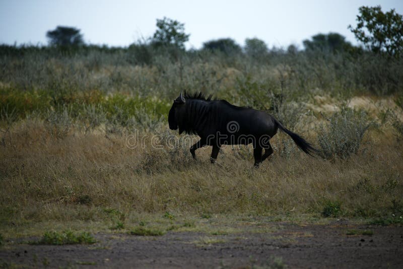Blue Wildebeest stock image. Image of bearded, black - 91902727