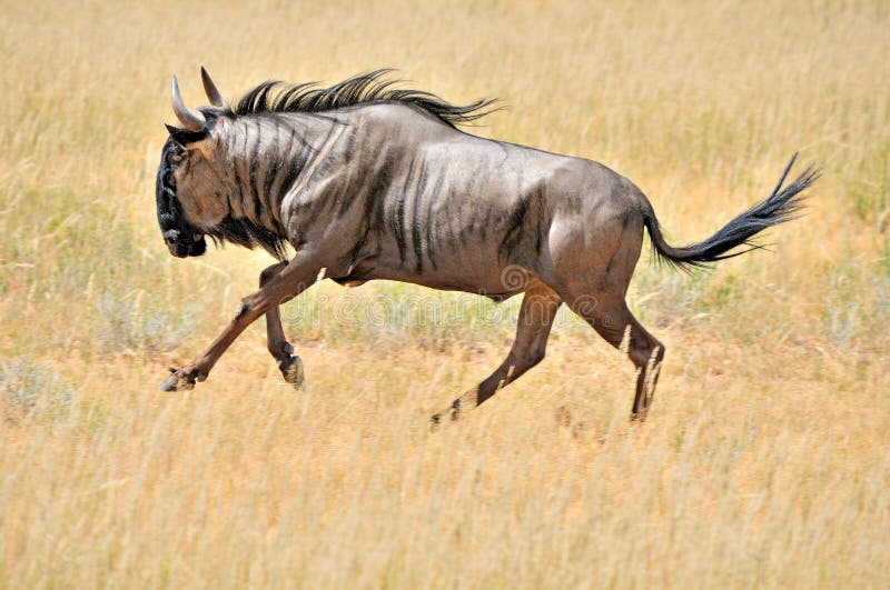 Blue Wildebeest running stock image. Image of wildebeest - 46021637