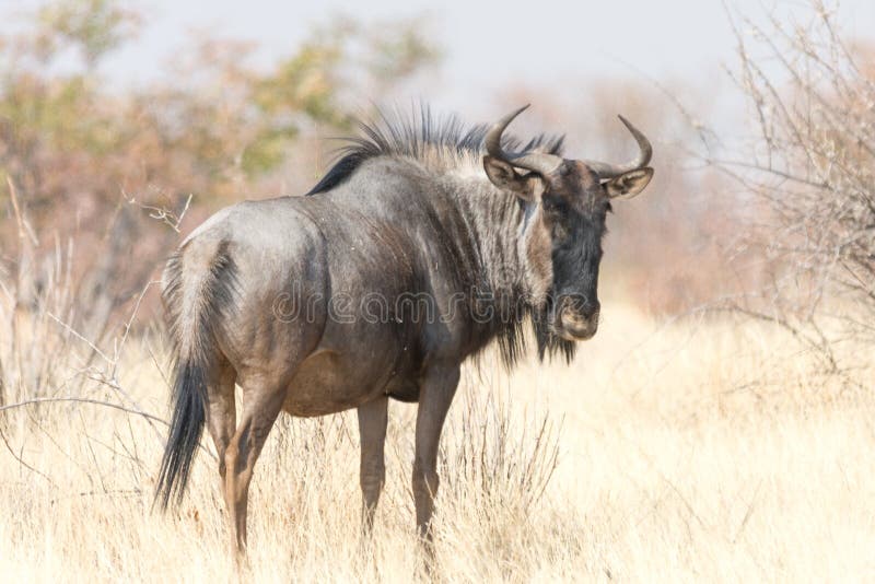 Blue Wildebeest stock photo. Image of freedom, national - 68890692