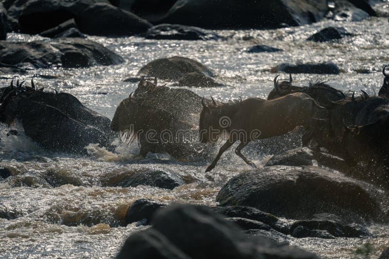 Blue Wildebeest Splash Across Rocks in Mara Stock Photo - Image of ...