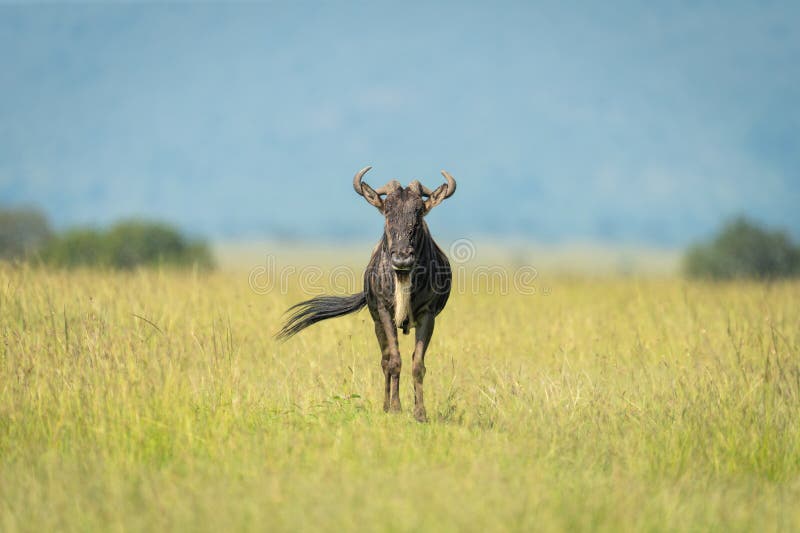 Blue Wildebeest Stands in Grass Facing Camera Stock Photo - Image of ...