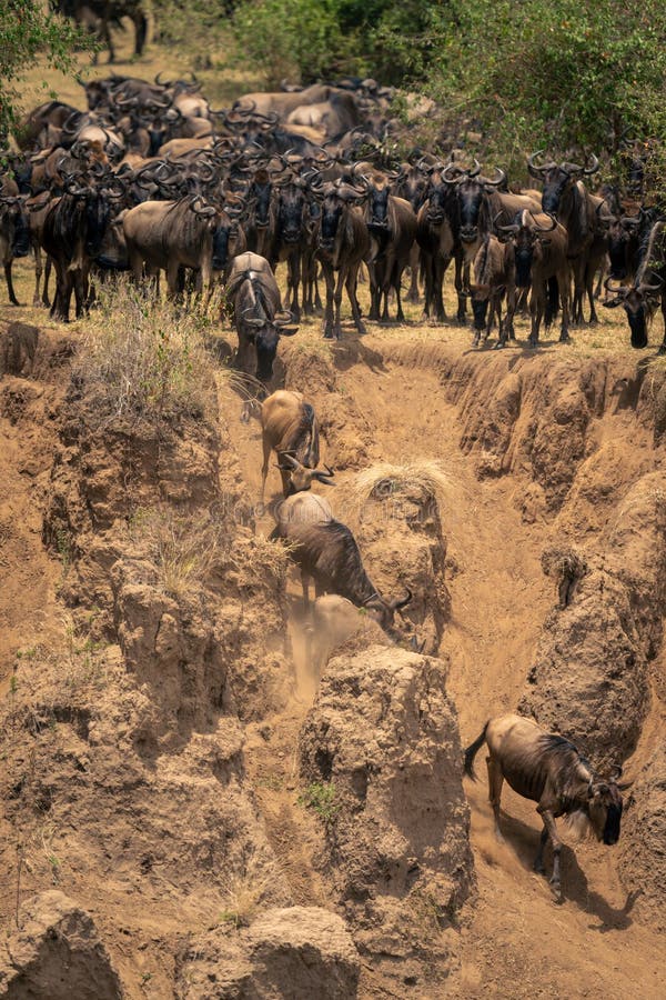 Blue Wildebeest Walk Down Gully in Turn Stock Photo - Image of grass ...