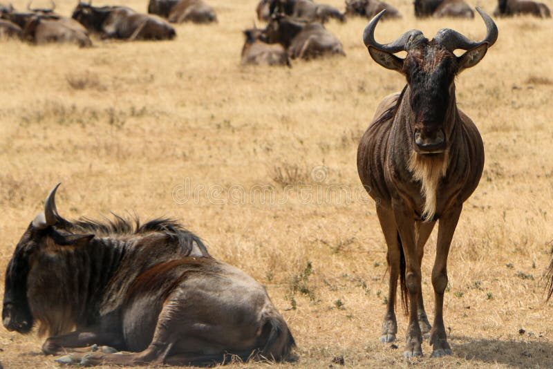 Blue Wildebeests, One Standing and Another Lying on Wild Brown Grass ...