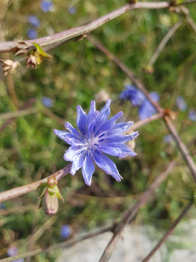 Blue wildflower blooming stock image. Image of meadow - 295483569