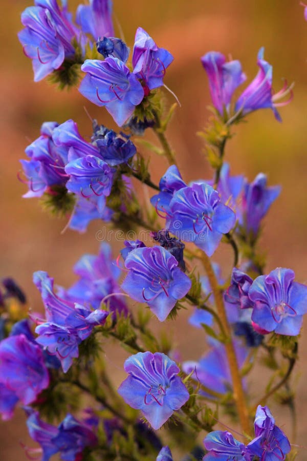 Blue wildflowers stock image. Image of herb, floral, detail - 36163489