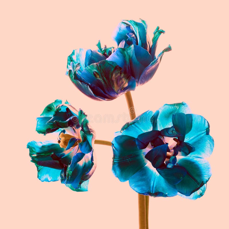 Blue Wilted Tulips , Stylized Still Picture Stock Photo - Image of ...