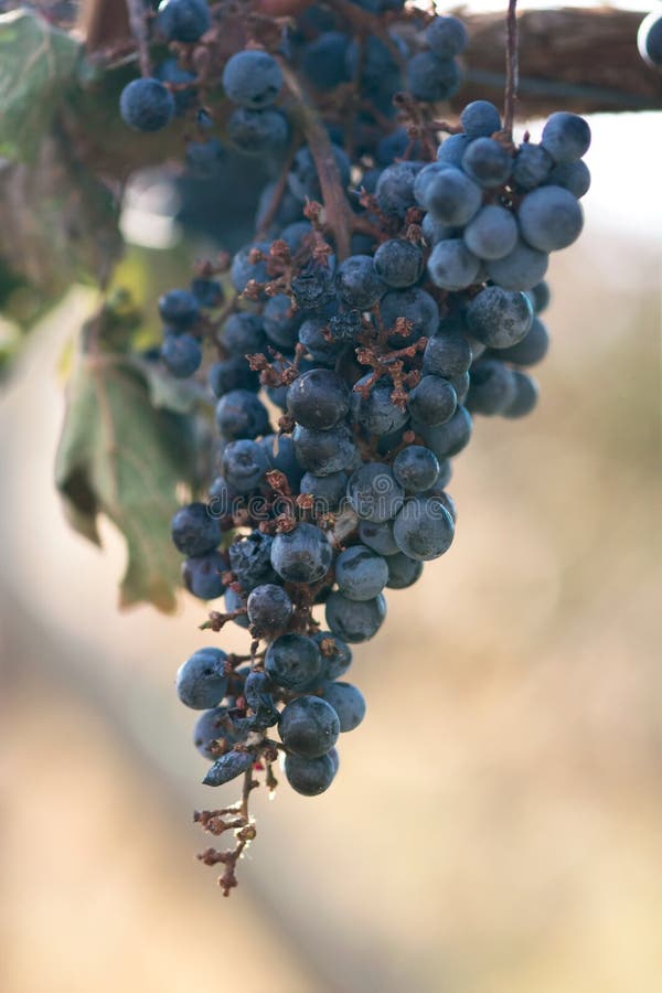 Blue Wine Grapes stock image. Image of grape, blue, growing - 183441247