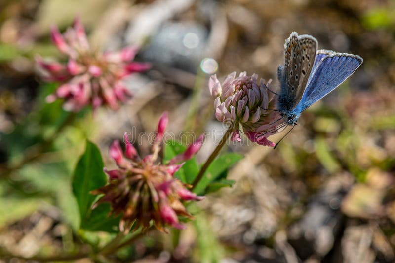 Blue Wing Butterfly on a Pink Clover Flower Stock Image - Image of ...