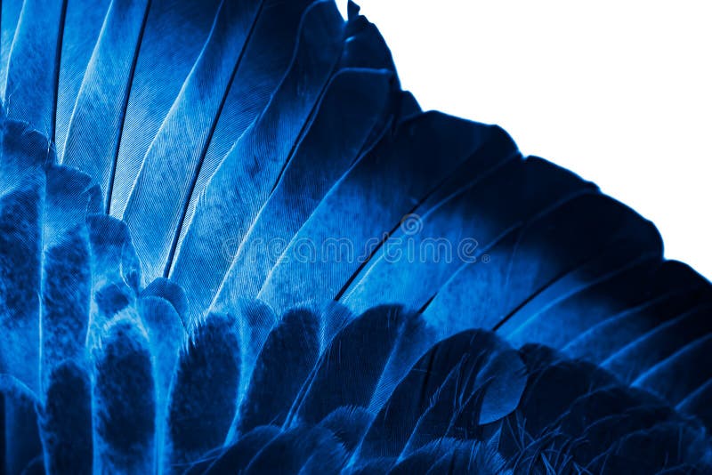 Blue Wing of a Pigeon on a White Isolated Background Stock Photo ...