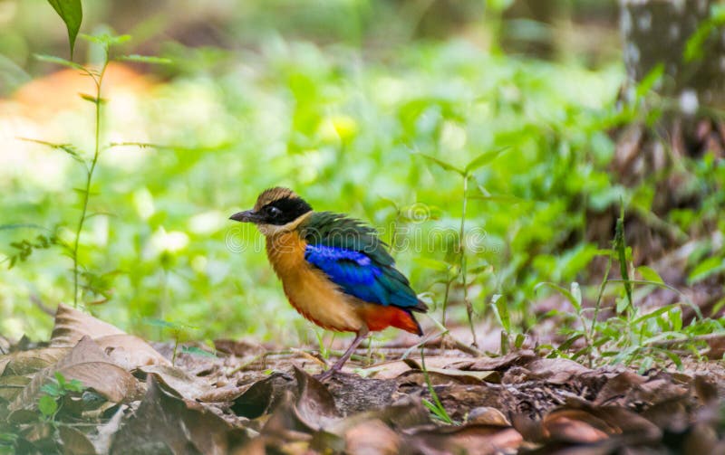 The blue wing pitta stock photo. Image of cute, colorful - 60320748