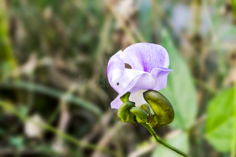 Blue Winged bean flower stock image. Image of spring - 48016413