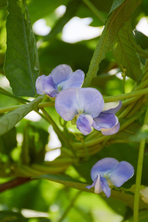 Winged bean flower stock image. Image of flower, vegetable - 47840159