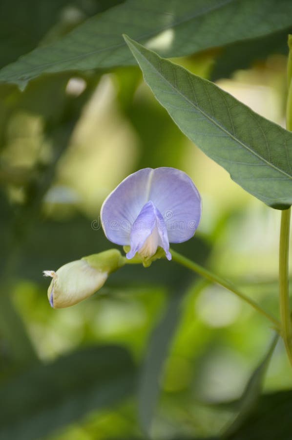 Winged bean flower stock photo. Image of creeper, vine - 85326822