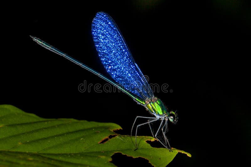 Blue Winged Dragonfly stock photo. Image of rainforest - 30959832