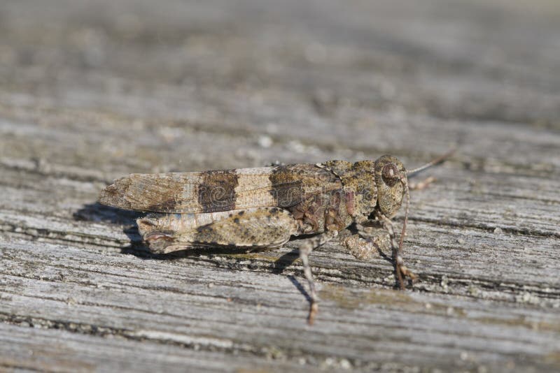 Blue-winged grasshopper stock photo. Image of closeup - 58017748