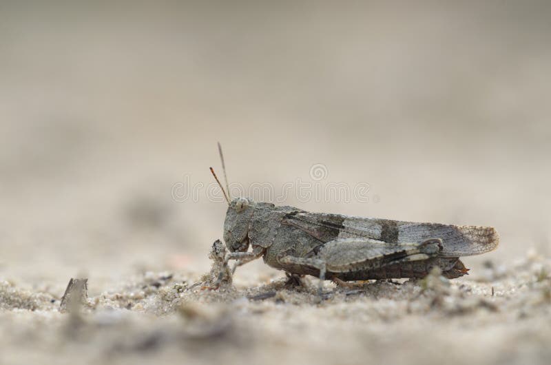 Blue-winged Grasshopper, Oedipoda Caerulescens Stock Image - Image of ...