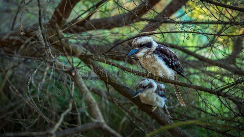 Albany Animal Australia Background Stock Photos - Free & Royalty-Free ...