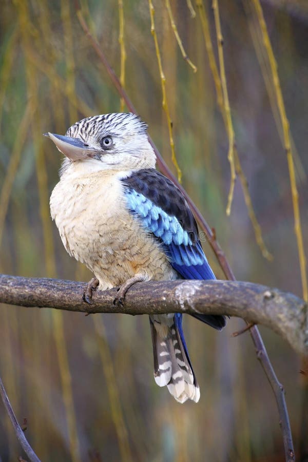 Blue-winged kookaburra stock image. Image of novaeguineae - 53094149