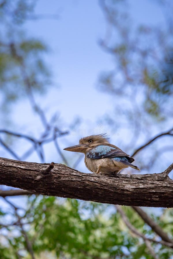Blue-winged Kookaburra Sitting on Branch of a Tree, Queensland Stock ...