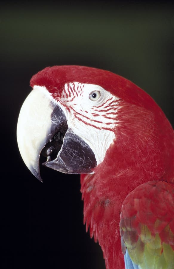 Blue Winged Macaw stock photo. Image of colour, wing - 49483452
