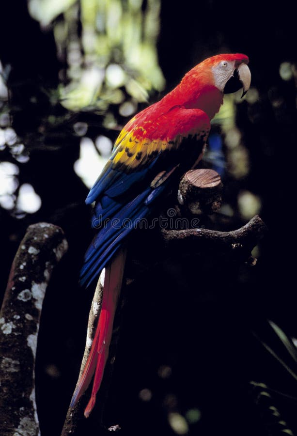Blue Winged Macaw stock image. Image of colour, vertical - 49484023