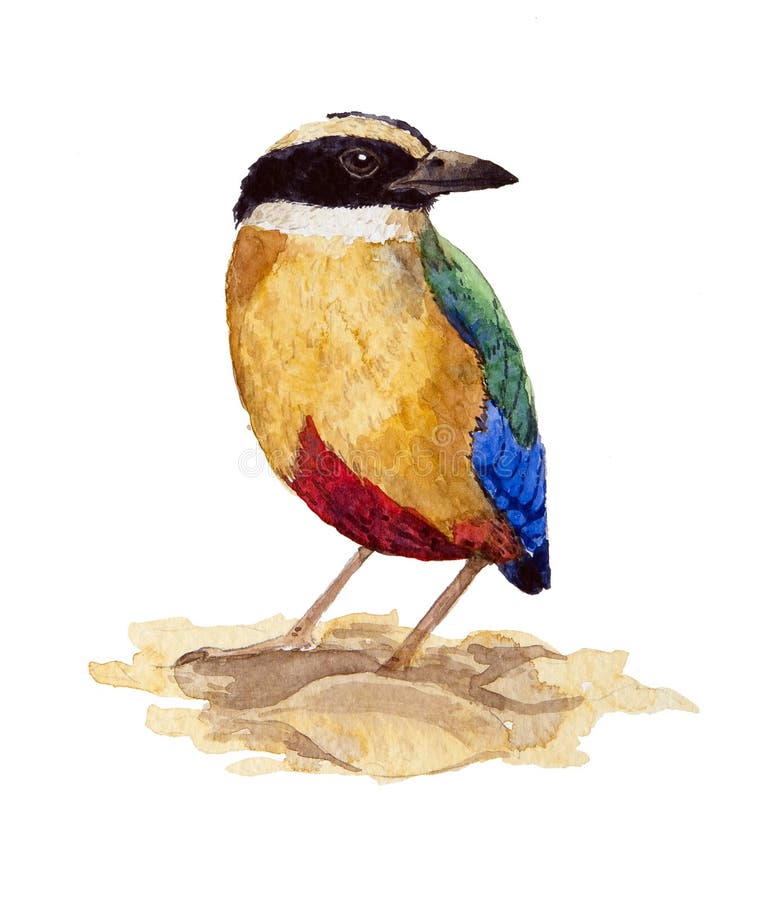 Winged Pitta Stock Illustrations – 4 Winged Pitta Stock Illustrations ...
