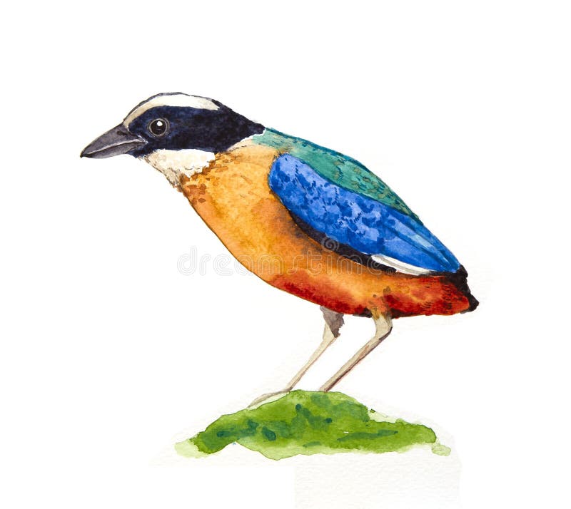 Winged Pitta Stock Illustrations – 4 Winged Pitta Stock Illustrations ...