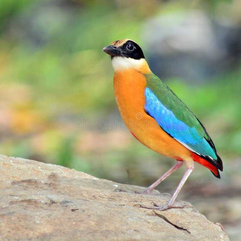 Blue winged Pitta bird stock image. Image of green, animal - 45985125